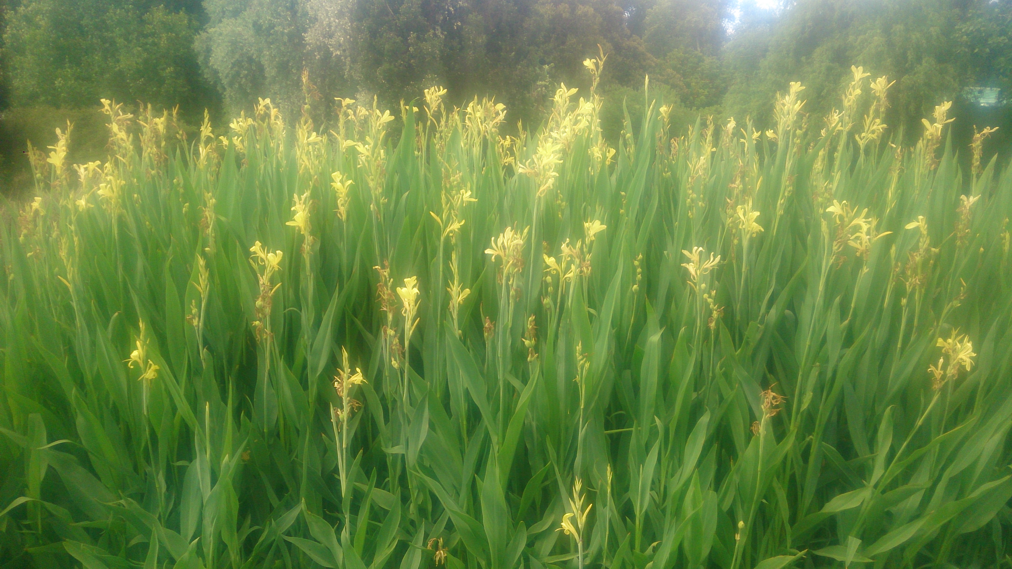 (pic – Story) Adelaide Gardens – Pretty Plant 01 – Sarkology Travels